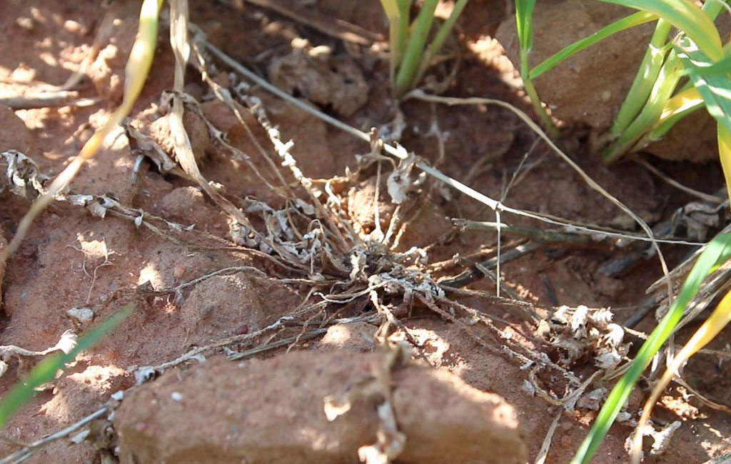 TALINOR® | Agro’s simple answer for hard hitting broadleaf control in-crop