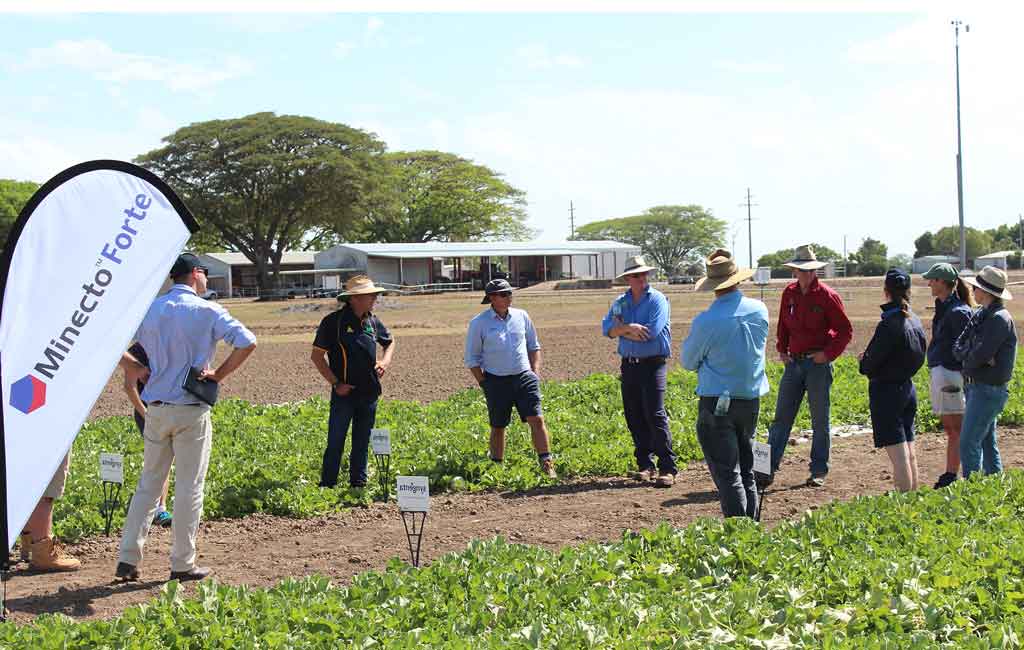 New mode of action for insect pests in cucurbits and fruiting vegetables
