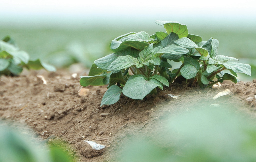 BOXER GOLD® - Getting it right early with knockdown herbicides