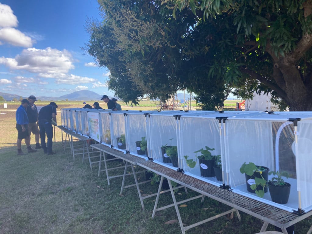Beneficial insects and PROCLAIM® Opti | Syngenta Australia