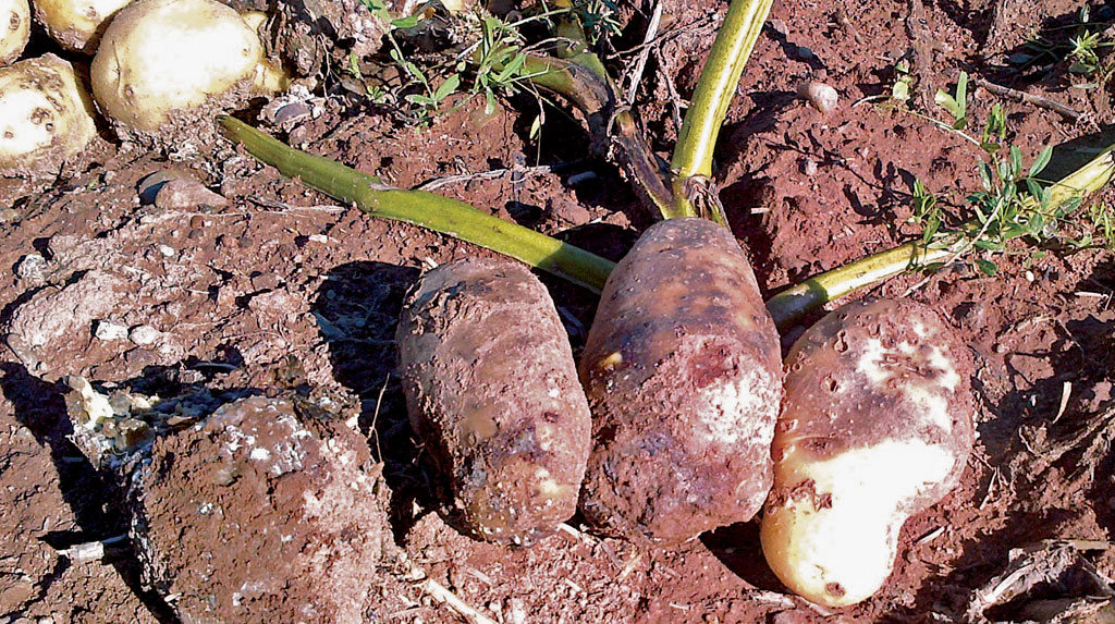 Controlling Pink Rot in Potatoes | Syngenta Australia