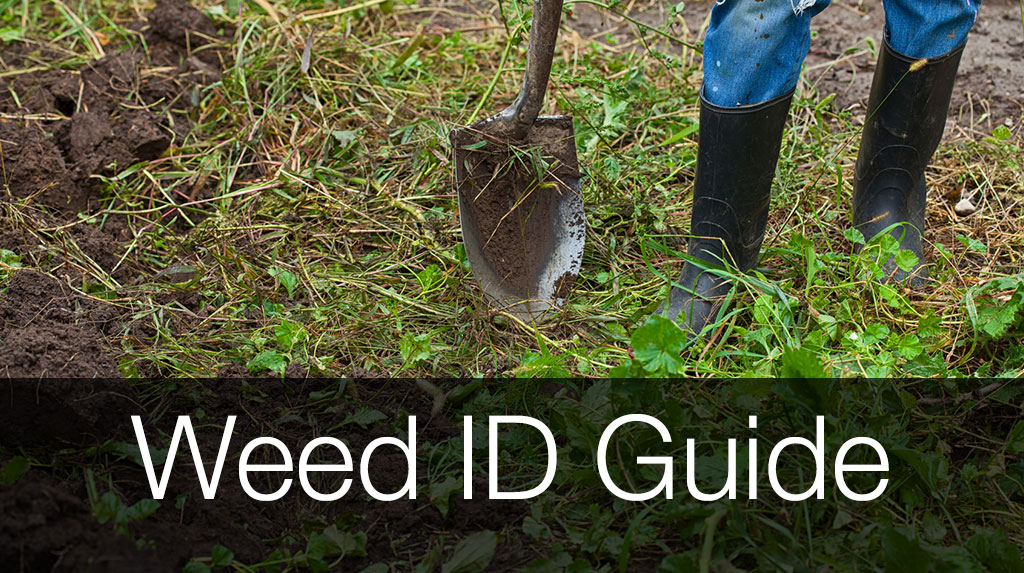 Identifying weeds and measures for effective control | Syngenta Australia