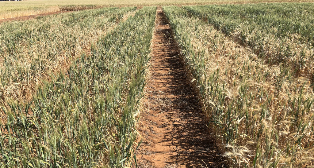 Research provides hope in face of rising crown rot levels | Syngenta ...