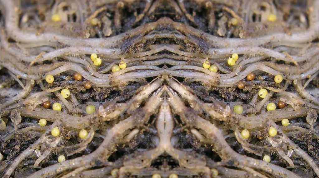 Fight against Golden nematode intensifies in U.S. | Syngenta Australia