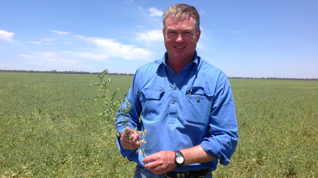 Keeping chickpea pests at bay | Syngenta Australia