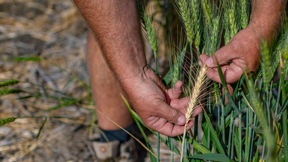 Future arrives with VICTRATO® seed treatment | Syngenta Australia
