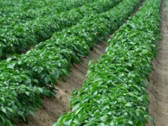 Setting up success with good potato crop establishment | Syngenta