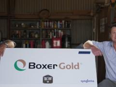 BOXER GOLD® | Herbicide