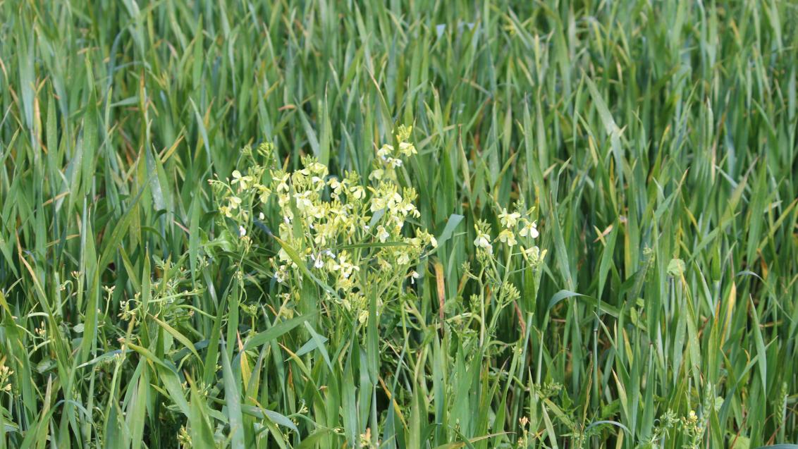 TALINOR® Herbicide: Broadleaf Weed Control | Syngenta Australia