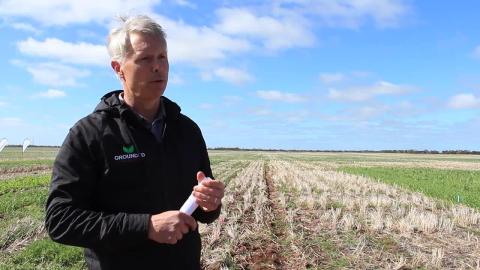 TALINOR herbicide | For control of hard to kill broadleaf weeds