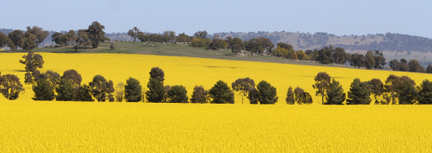 Oil Seed Protection | Explore Our Oilseed Crop Solutions