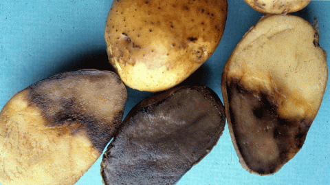 Reducing the risk of a pink rot infection this season | Syngenta Australia