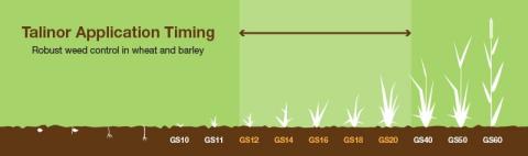 Barley & Wheat Herbicide | Broadleaf Herbicide