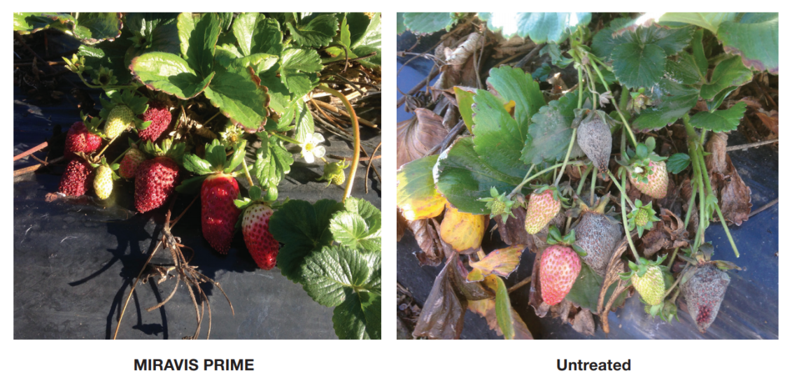 MIRAVIS PRIME® offers value in horticulture disease control | Syngenta ...