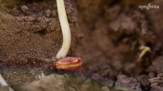 VICTRATO® | Seed treatment