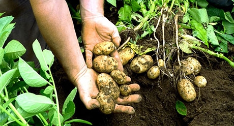 Potato Protection Solutions | Check Our Potato Crop Protection Range
