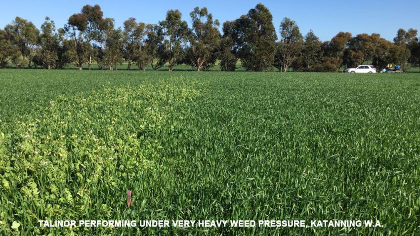 Barley & Wheat Herbicide | Broadleaf Herbicide