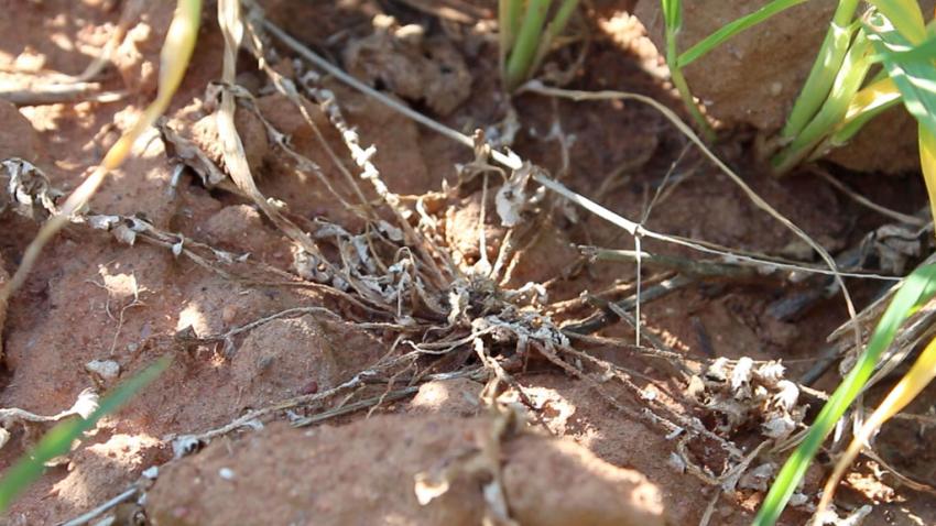 TALINOR® | Agro’s simple answer for hard hitting broadleaf control in-crop