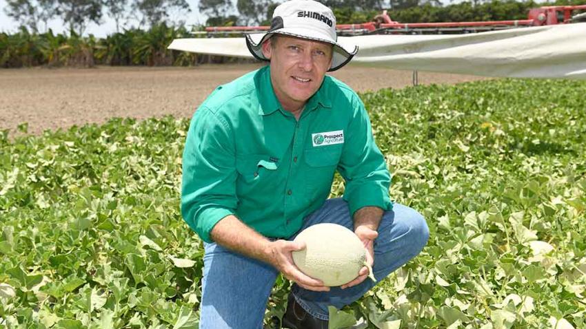 Untangling root knot nematode for better cucurbits and fruiting vegetables
