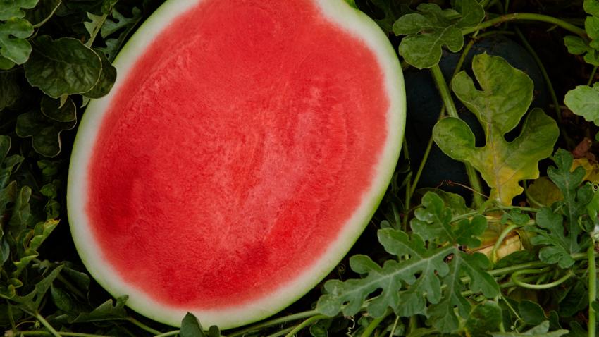 It’s what’s inside that counts | Syngenta Australia