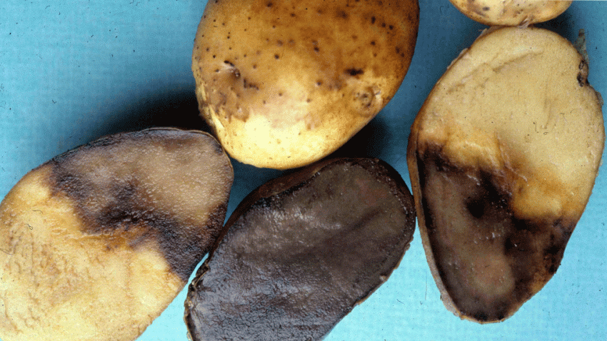 Reducing the risk of a pink rot infection this season | Syngenta Australia