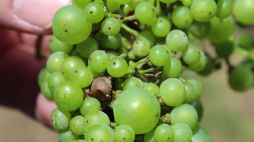 How to prevent botrytis in your vineyard | Syngenta Australia