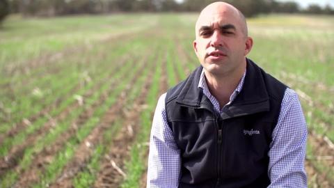 TALINOR® | Herbicide